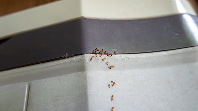 Ants are climbing the wall stock photo. Image of macro - 281055318