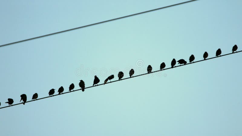 Crows on a power line stock video. Video of sunny, line - 119336321