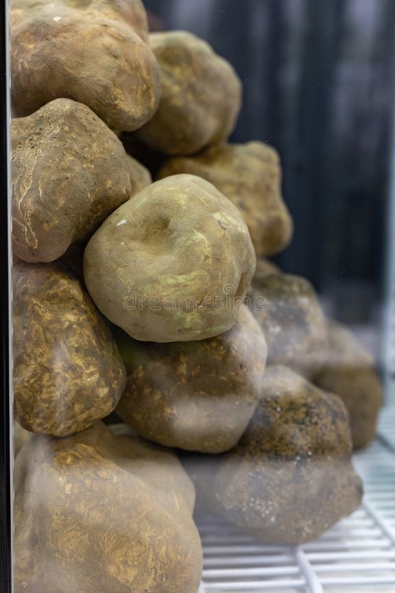 Dozens of Expensive Truffles Inside a Transparent Container Stock Photo ...
