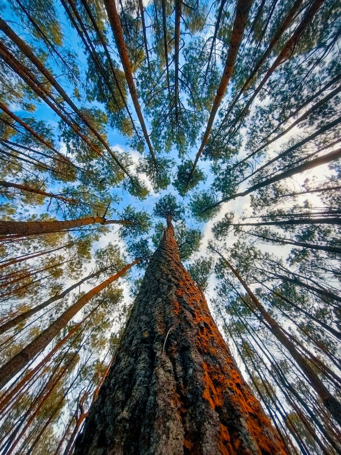 Trees lined up stock photo. Image of sunlight, beauty - 102084650