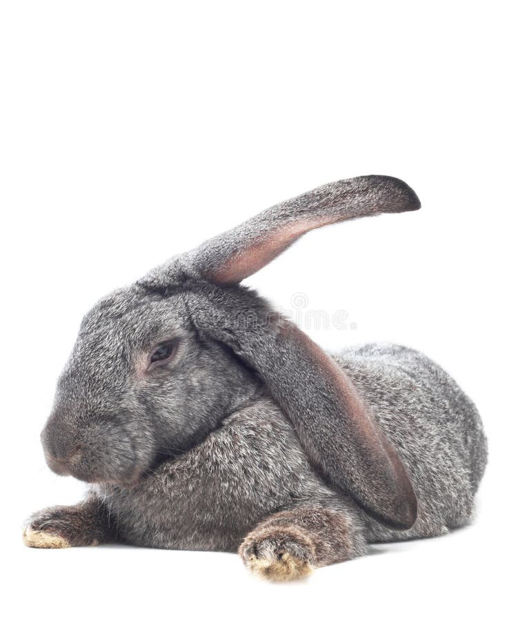 Funny bunny stock photo. Image of furry, portrait, fluffy - 4080216