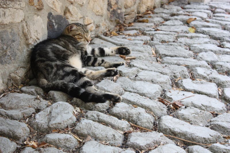 Dozing cat stock photo. Image of sleeping, pebble, sunny - 12674670