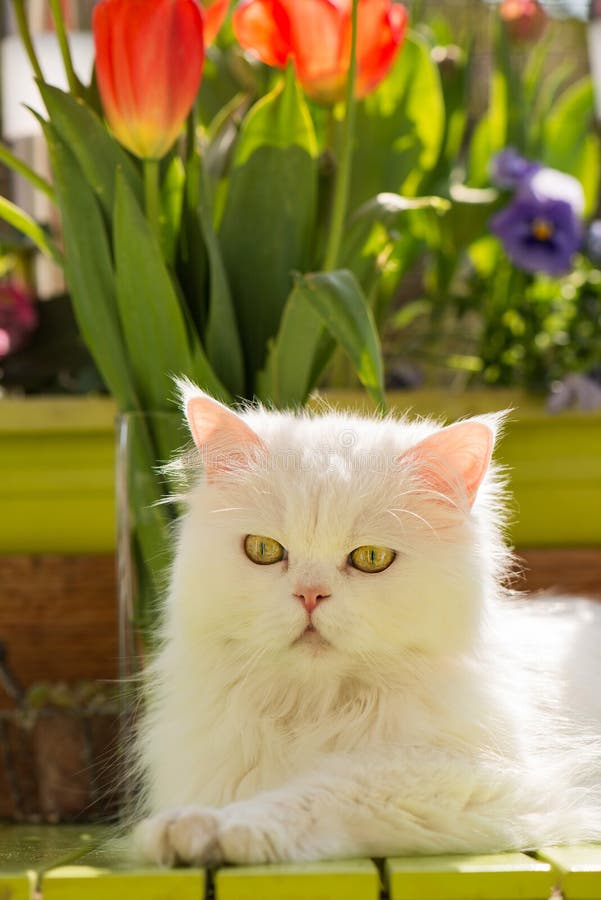 Dozing cat on the balcony stock photo. Image of space - 215593506