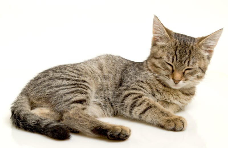 Dozing kitten. stock image. Image of mildness, animal - 36972931