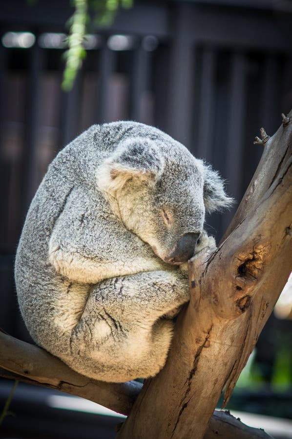 Dozing Koala Bear Rests stock image. Image of animal - 51608643