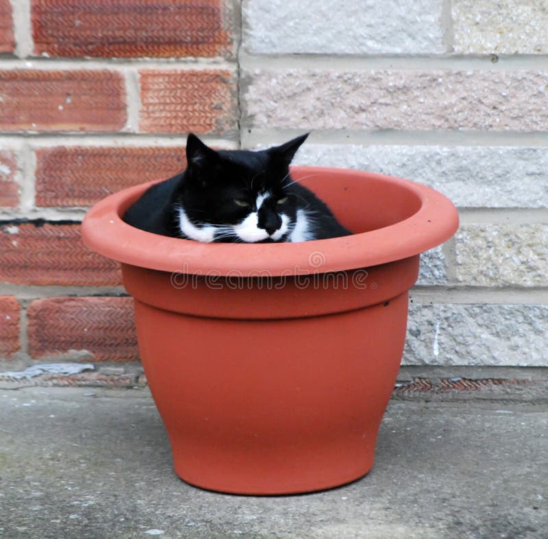 Dozy Cat Picture. Image: 6276993