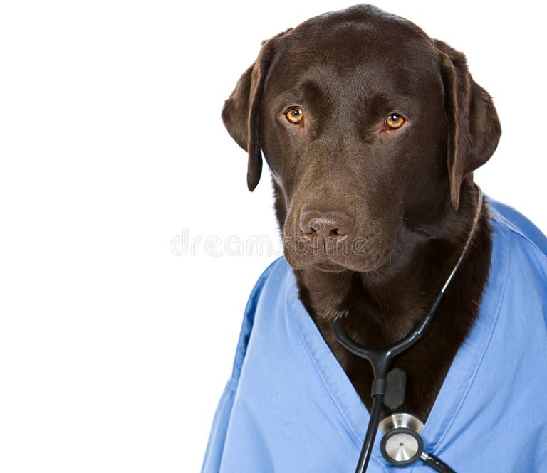 Dr Labrador with Copy Space Stock Photo - Image of retriever, cute: 8494172
