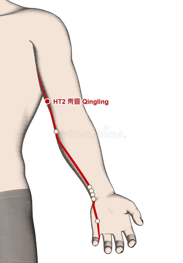 Dra Akupunktur Peka HT2 Qingling, Illustrationen 3D Stock ...