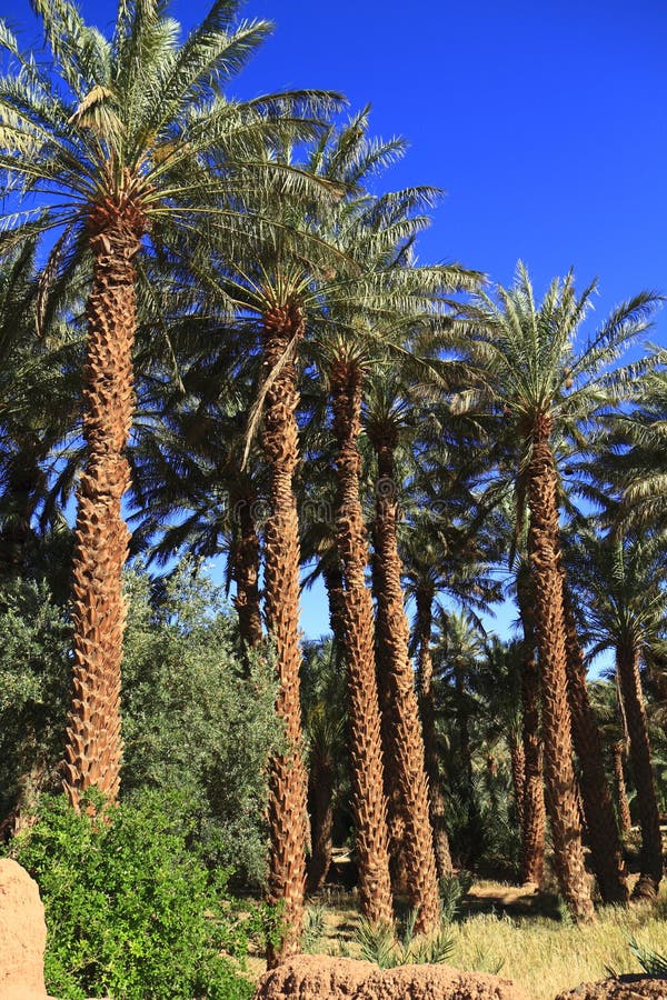 Draa Valley stock photo. Image of flora, olive, drought - 33273750