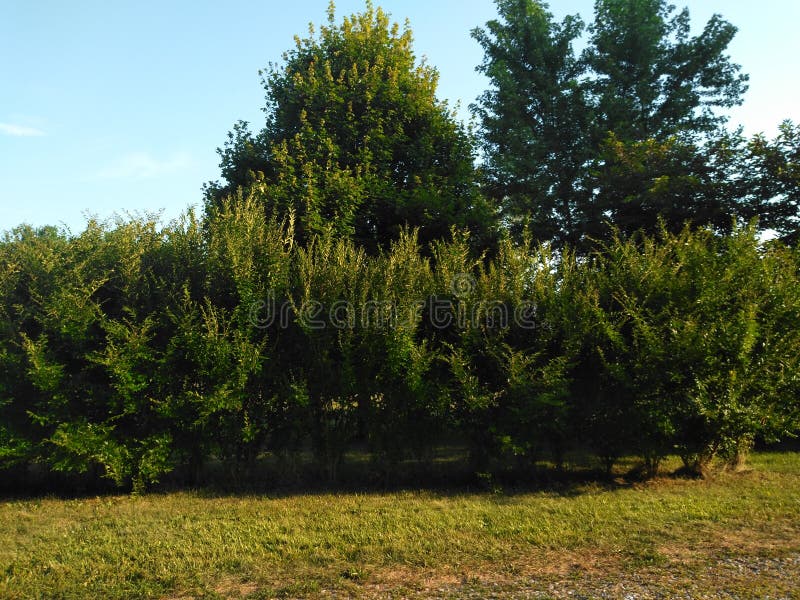 Drab Green on Dull Blue stock image. Image of trees - 154376471