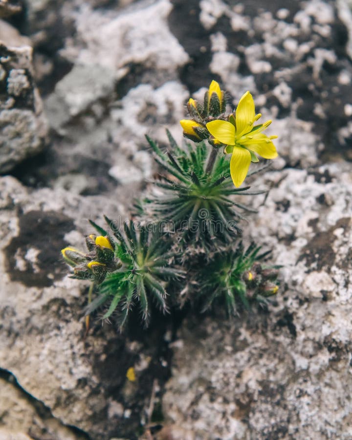 Draba Cuspidata Yellow Flower in Spring Stock Photo - Image of ...