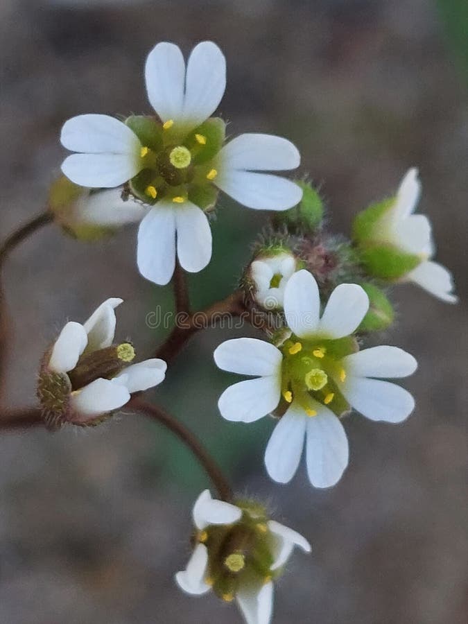Draba Verna stock photo. Image of nailwort, vernal, lithuania - 246665948