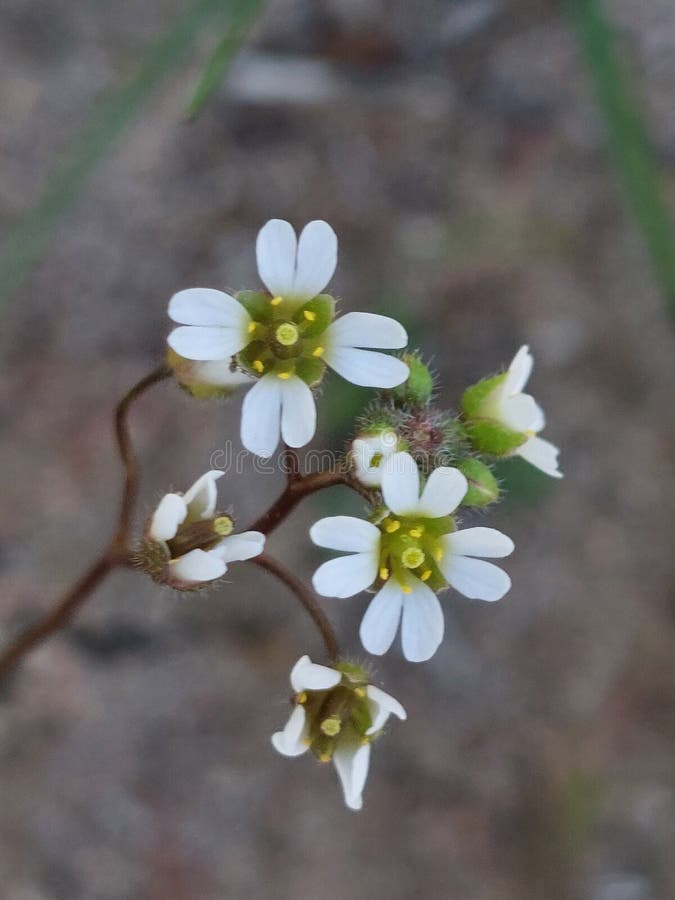 Common Whitlowgrass (Draba Verna) Stock Image - Image of wild, mustard ...