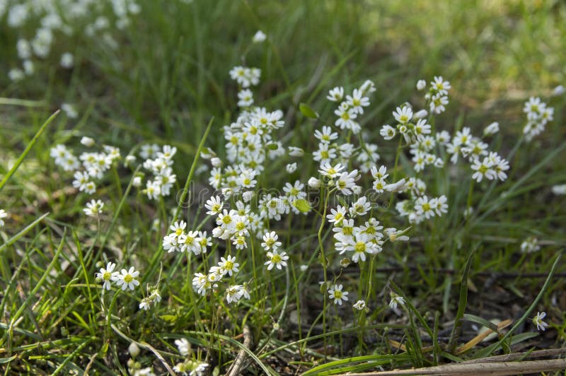 Draba Verna Early Spring Small Wild Flower in Bloom Stock Photo - Image ...