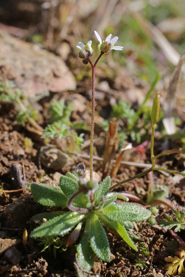 Draba Verna. Wild Plant Shot in the Spring. Stock Image - Image of ...