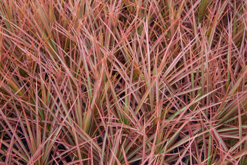 Dracaena cincta tricolor stock photo. Image of nature - 34914460