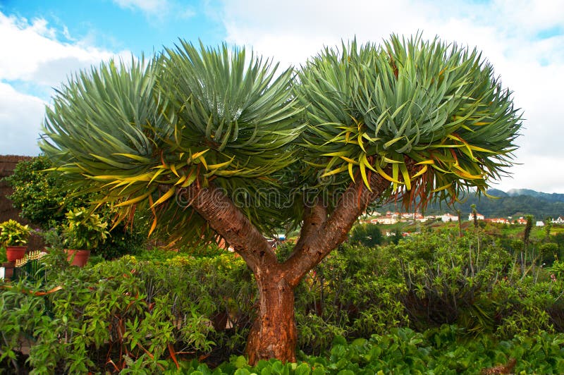 Dracaena Draco ( Drago or Dragon Tree ) Stock Photo - Image of arid ...