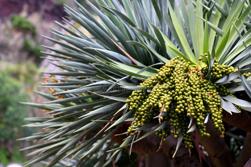 Dracaena Draco, Dragon Tree Stock Photo - Image of landscape, dragon ...
