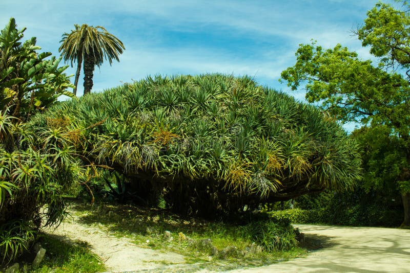 Dracaena, Dragon Tree, Botanic Stock Image - Image of species, specimen ...