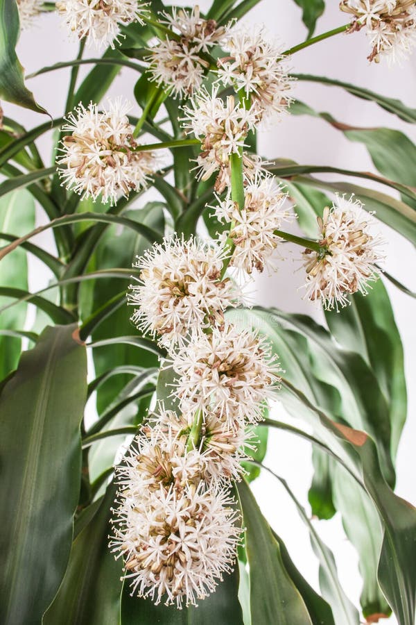 Dracaena flower stock photo. Image of tropics, houseplant - 140969682