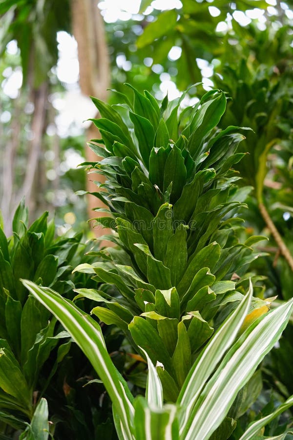 Dracaena Fragrans is an Evergreen Tropical Shrub in Close Up Stock ...