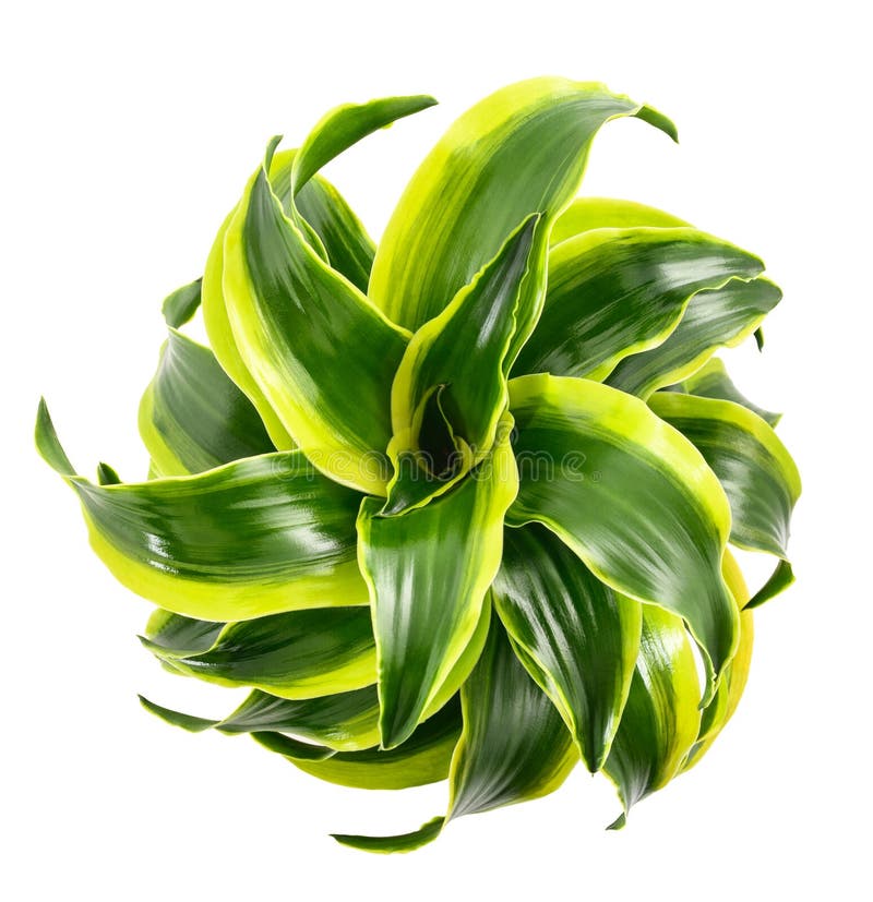Dracaena fragrans plant stock photo. Image of food, grass - 261665638
