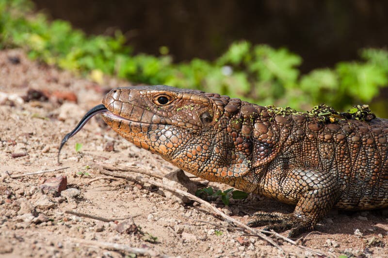 Dracaena (Lizard), in the South Pantanal of Brazil Stock Photo - Image ...