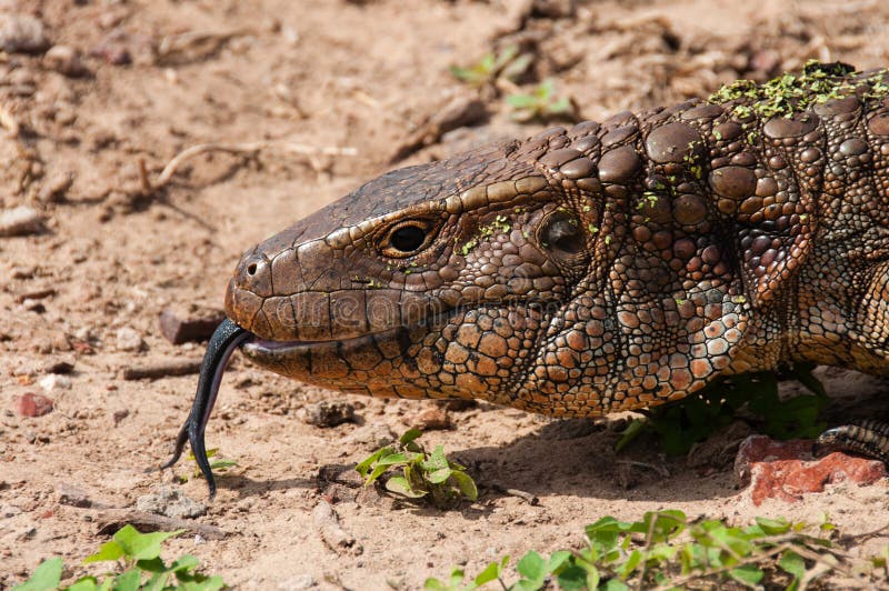 Dracaena (Lizard), in the South Pantanal of Brazil Stock Photo - Image ...