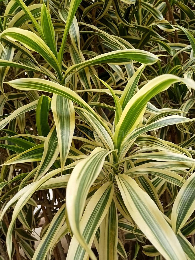 Dracaena Reflexa or Commonly Called the Song of India Stock Image ...