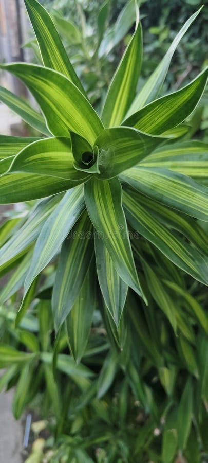 Dracaena Reflexa is an Ornamental Plant of a Type of Suji Plant Stock ...