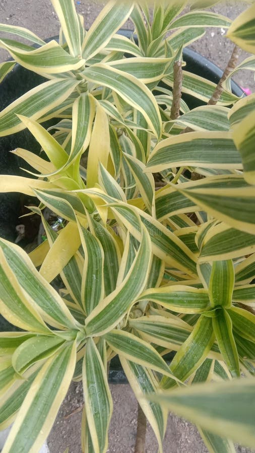 Dracaena Reflexa Ornamental Plants of the Suji Plant Type Stock Image ...