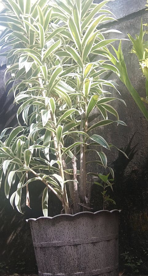 Dracaena Reflexa Plant Live in the Pot Stock Photo - Image of dracaena ...