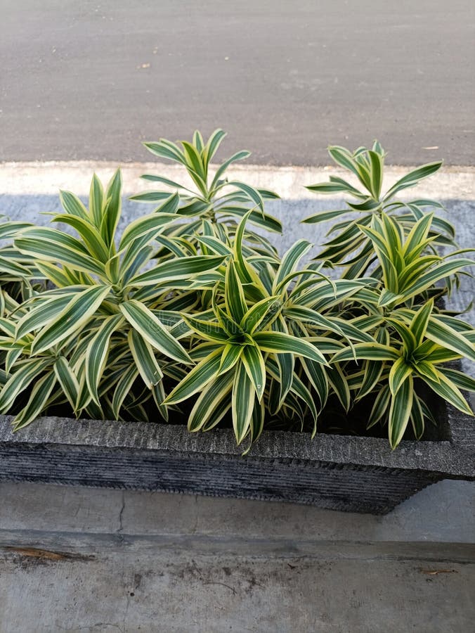 Dracaena Reflexa Plant Flower or Song from India Stock Photo - Image of ...