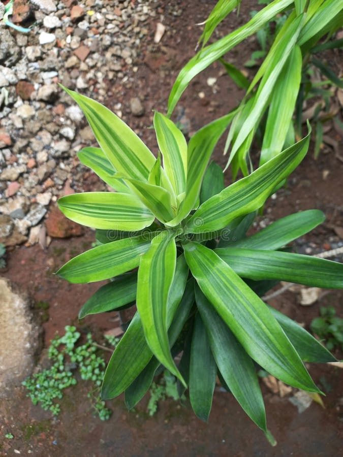 Dracaena Reflexa or Song of India or Song of Jamaica Stock Image ...