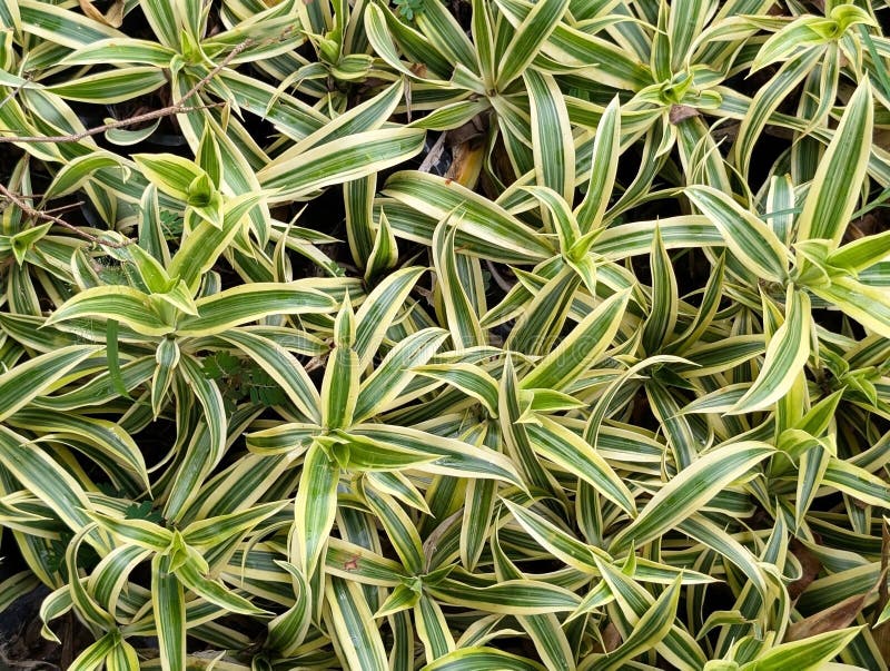 Dracaena Reflexa or Song of India Plant Stock Photo - Image of dracaena ...