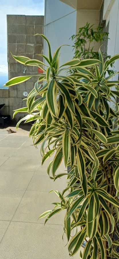 Dracaena Reflexa, a Striking Plant Characterized by Its Reflexed, Strap ...