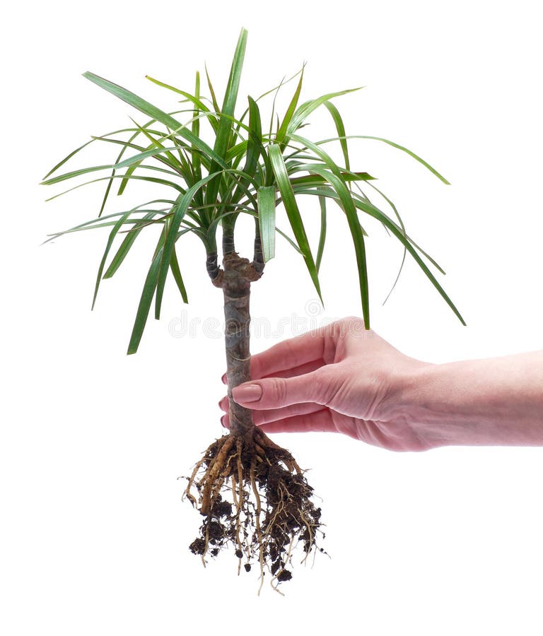 Dracena Cortadora Enraizada Em Fundo Branco Foto de Stock - Imagem de ...