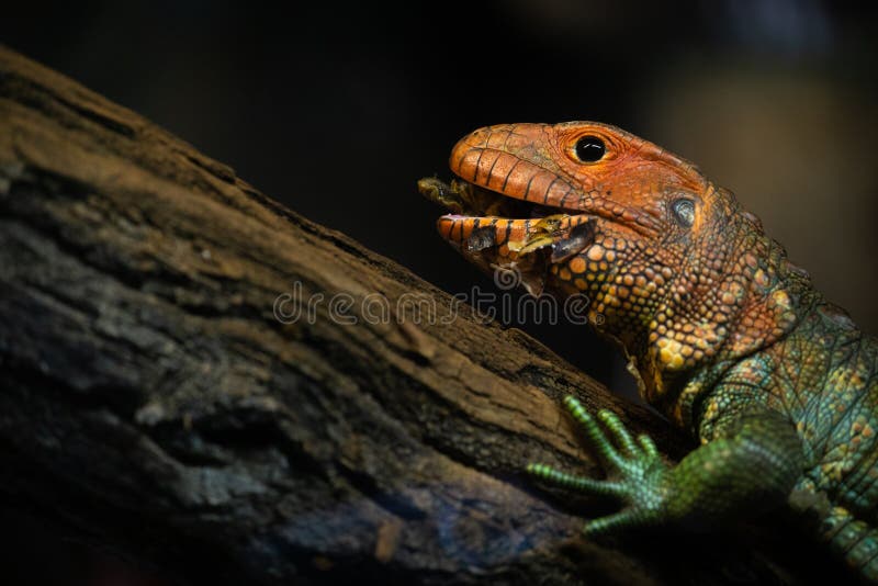 Dracena Crocodile Lizard Eats Snails Stock Photo - Image of wild, eats ...