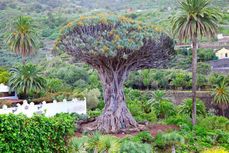 Draco Della Dracaena, Dragon Tree Immagine Stock - Immagine di bellezza ...
