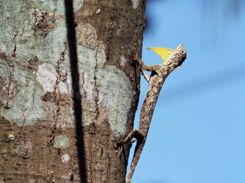 258 Draco Volans Stock Photos - Free & Royalty-Free Stock Photos from ...