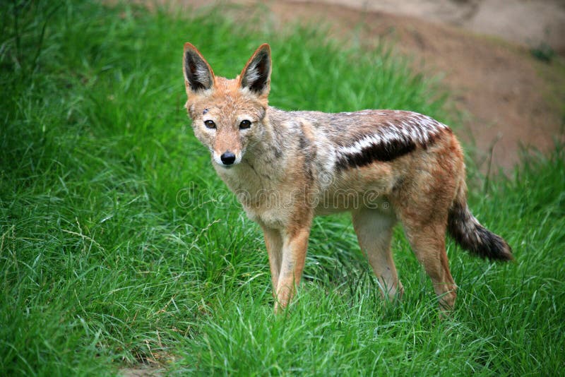 Jackals Howl Stock Photos - Free & Royalty-Free Stock Photos from ...
