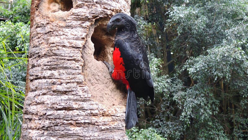 Dracula parrot stock photo. Image of tree, beak, flower - 204368840