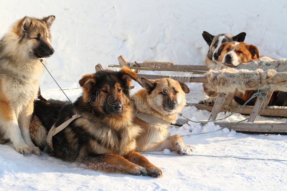 Draft dogs stock image. Image of looks, transport, weariness - 23236223