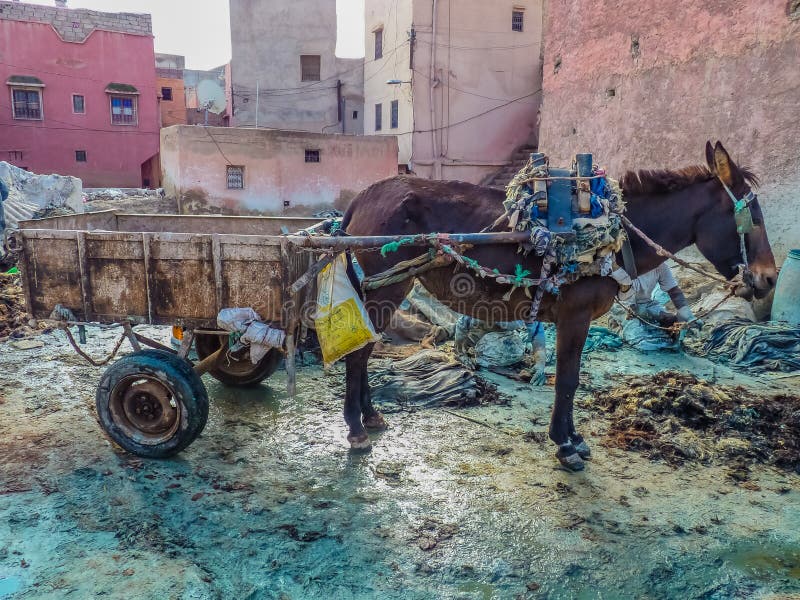 Draft Donkey at Tannery in Marrakech Morocco Stock Image - Image of ...