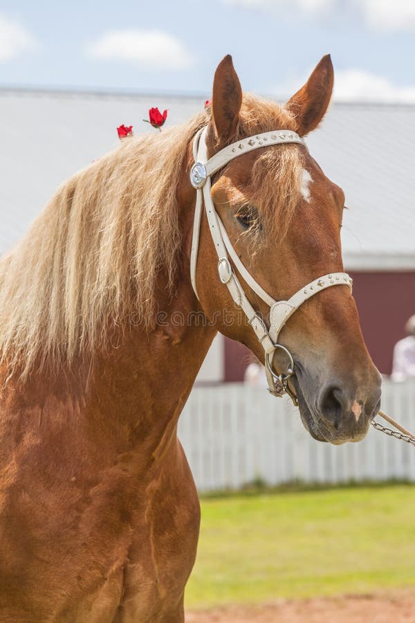 Draft Horse stock photo. Image of horse, show, outside - 35943568