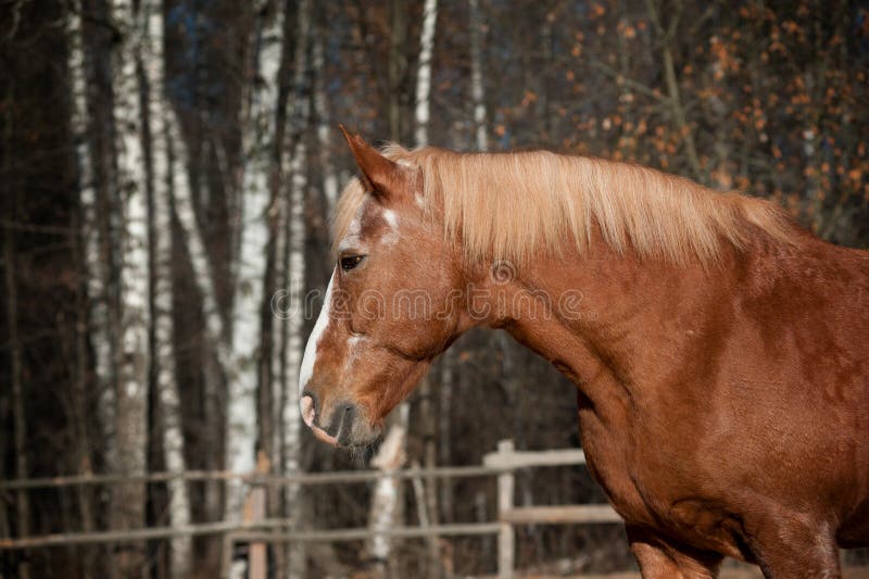 Draft horse stock photo. Image of blonde, hooves, equine - 48845892