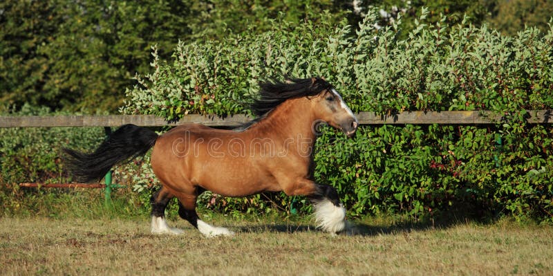 Draft Horse Galloping on the Meadow Stock Image - Image of rural ...