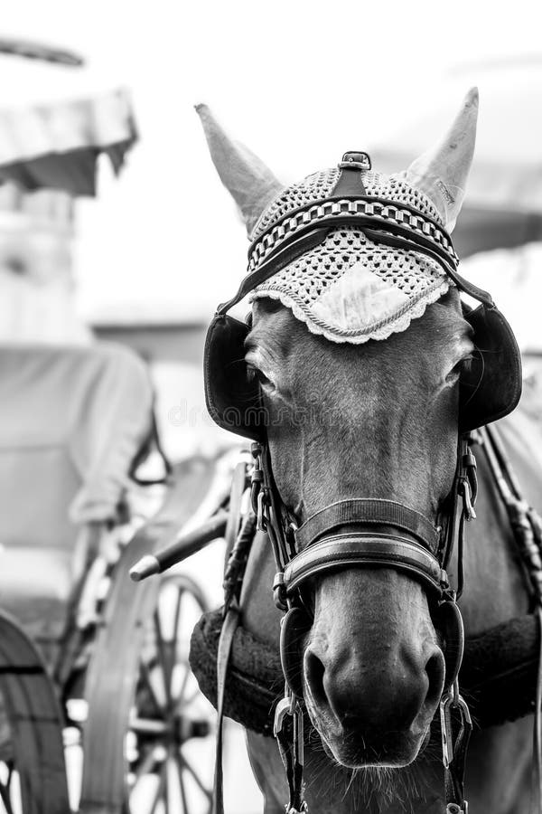 Draft Horse in Pisa Wearing Blinders and Bonnet Stock Photo - Image of ...