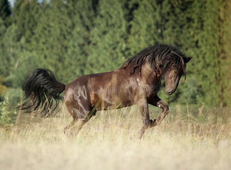 Draft Horse Rearing Isolated On Black Stock Photo - Image of isolated ...