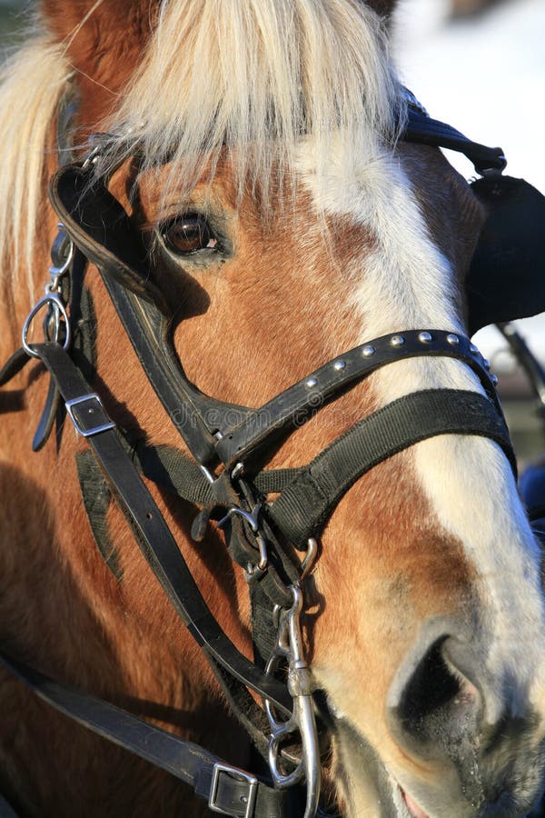 Draft horse portrait. stock image. Image of brown, snout - 17371499